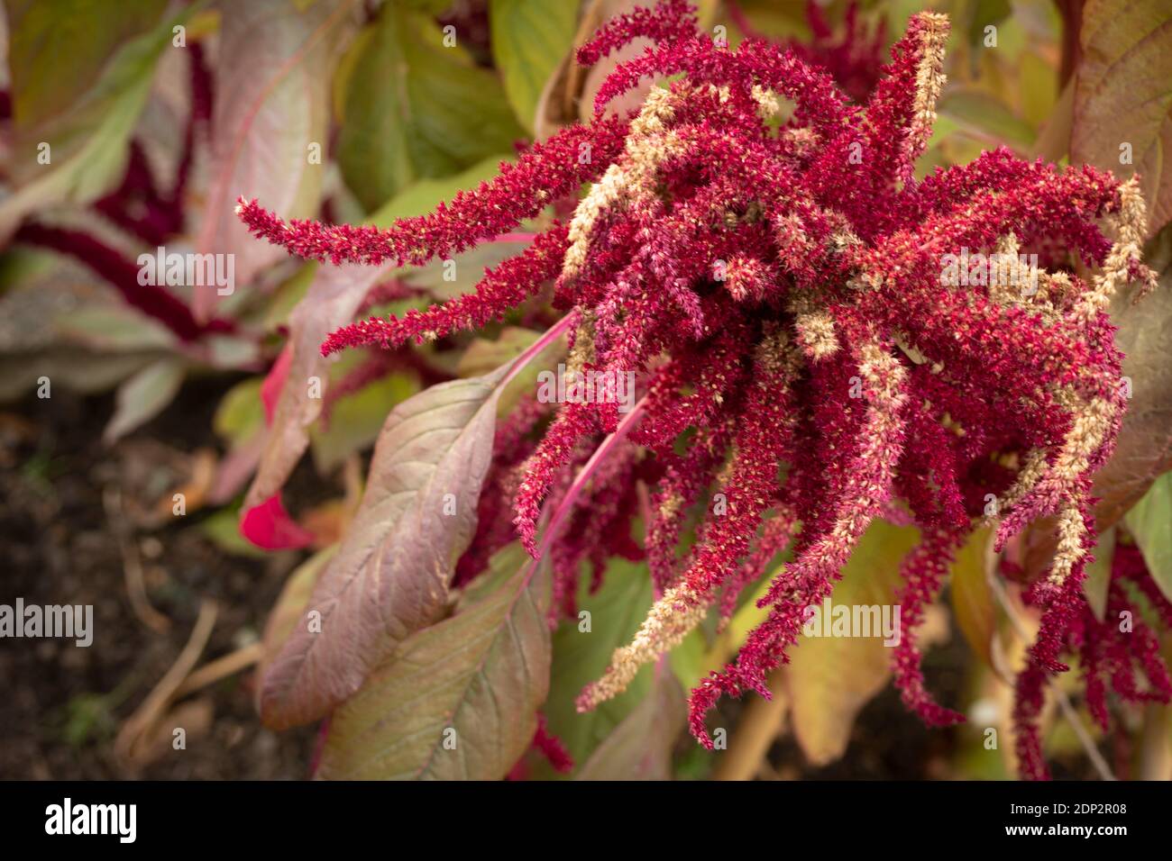 Amaranthus cosmopolitan hi-res stock photography and images - Alamy