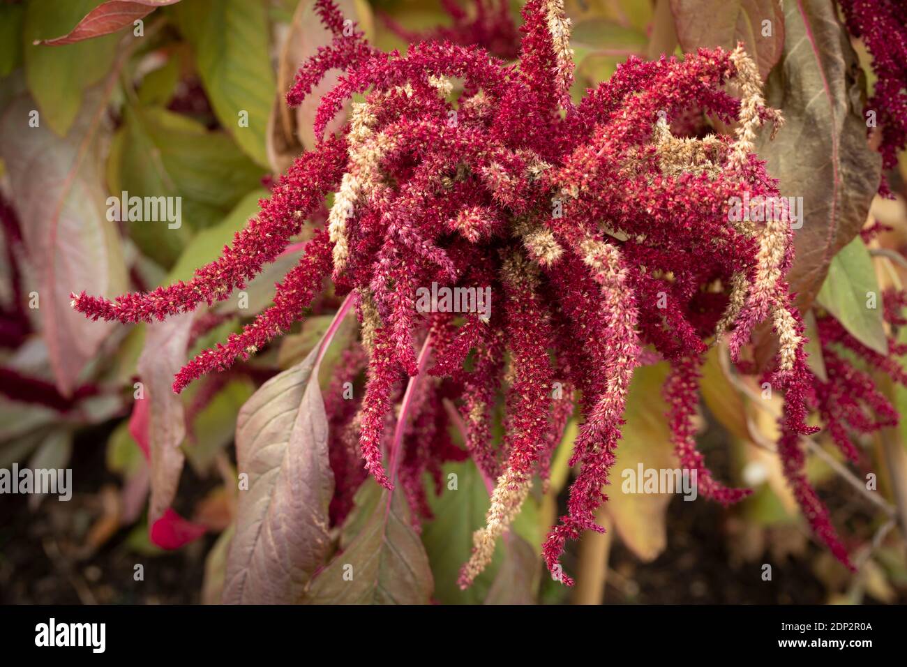 Amaranthus cosmopolitan hi-res stock photography and images - Alamy