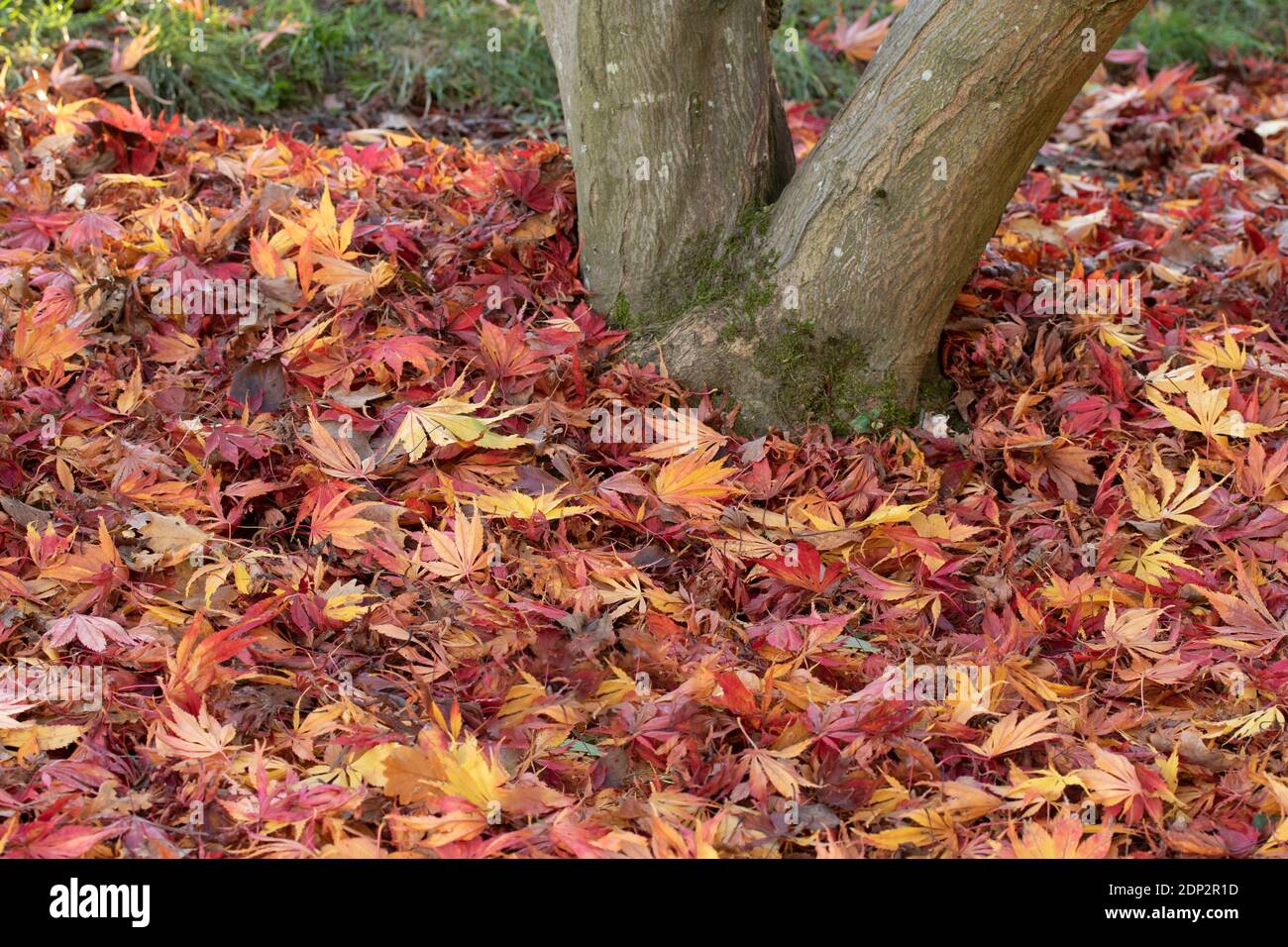 Acer Palmatum Elegans in late evening and late autumn sunshine, showing ...