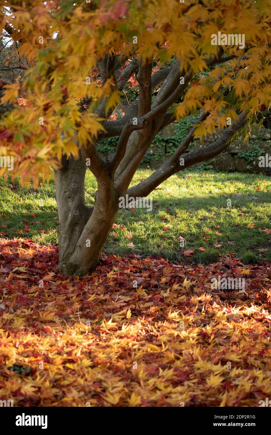 Acer Palmatum Elegans in late evening and late autumn sunshine, showing ...