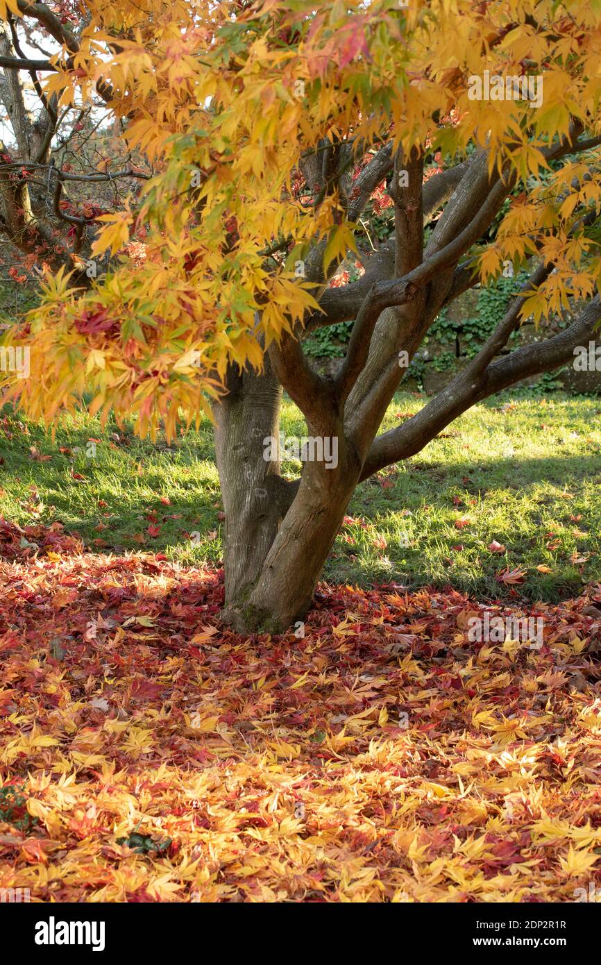 Acer Palmatum Elegans in late evening and late autumn sunshine, showing ...