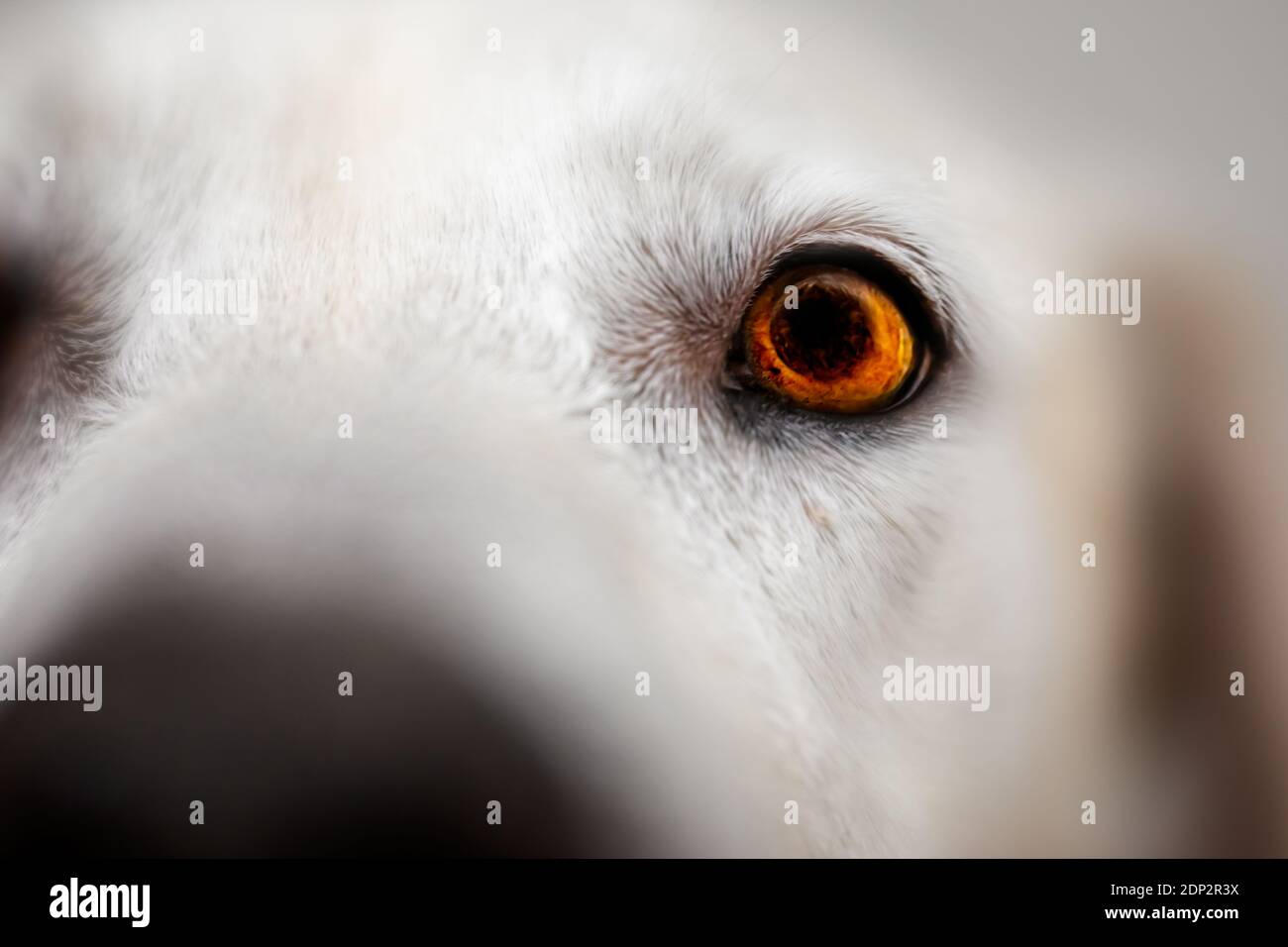 Eye of a Labrador Retriever, selective focus Stock Photo - Alamy