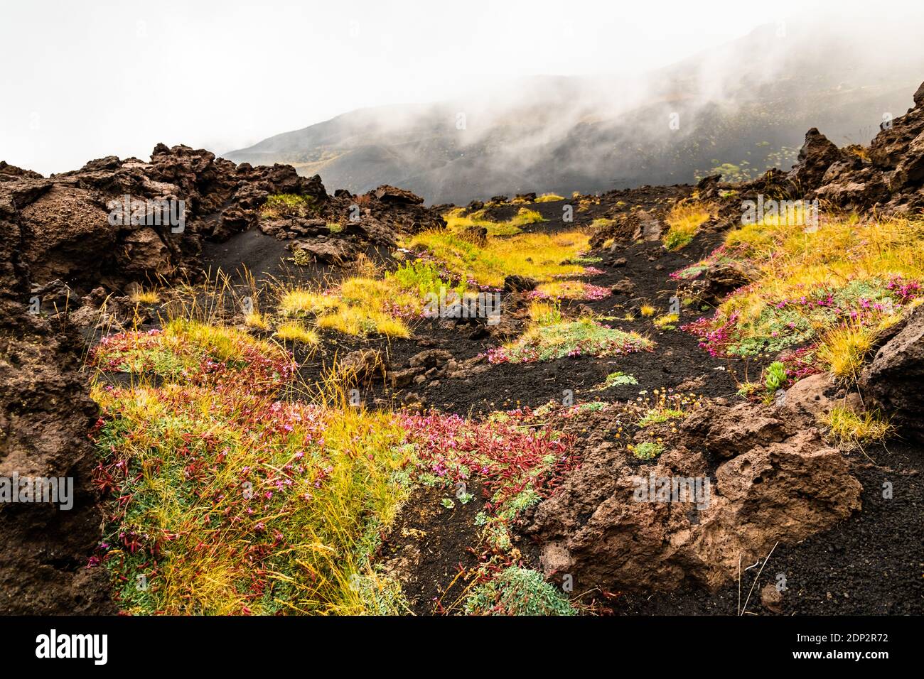 Lava Vegetation High Resolution Stock Photography and Images - Alamy