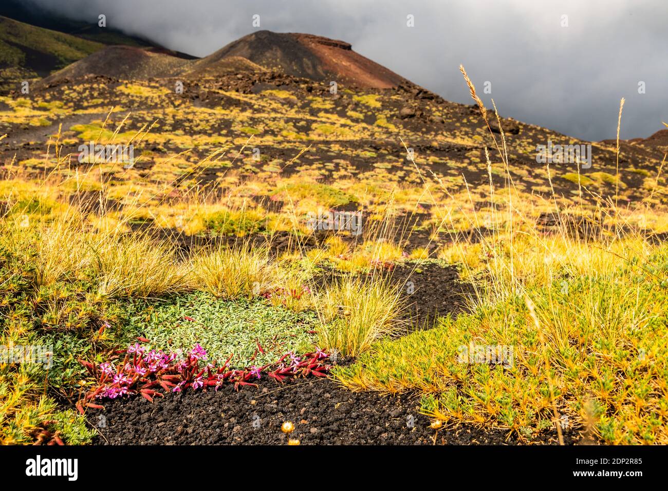 Lava Vegetation High Resolution Stock Photography and Images - Alamy