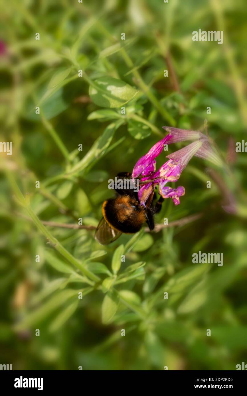 Bee on Salvia Jamensis "Raspberry Royale' Stock Photo - Alamy