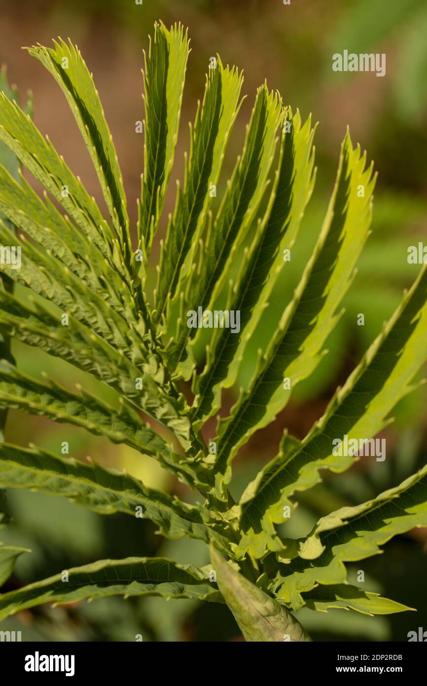 Close-up plant portrait showing patterns and textures in nature ...