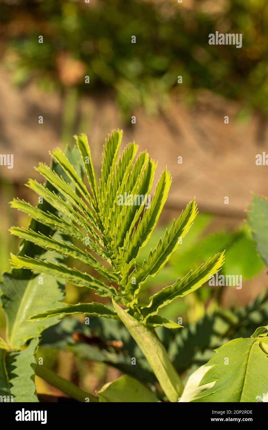 Close-up plant portrait showing patterns and textures in nature ...