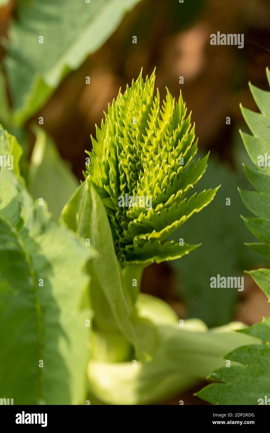 Close-up plant portrait showing patterns and textures in nature ...