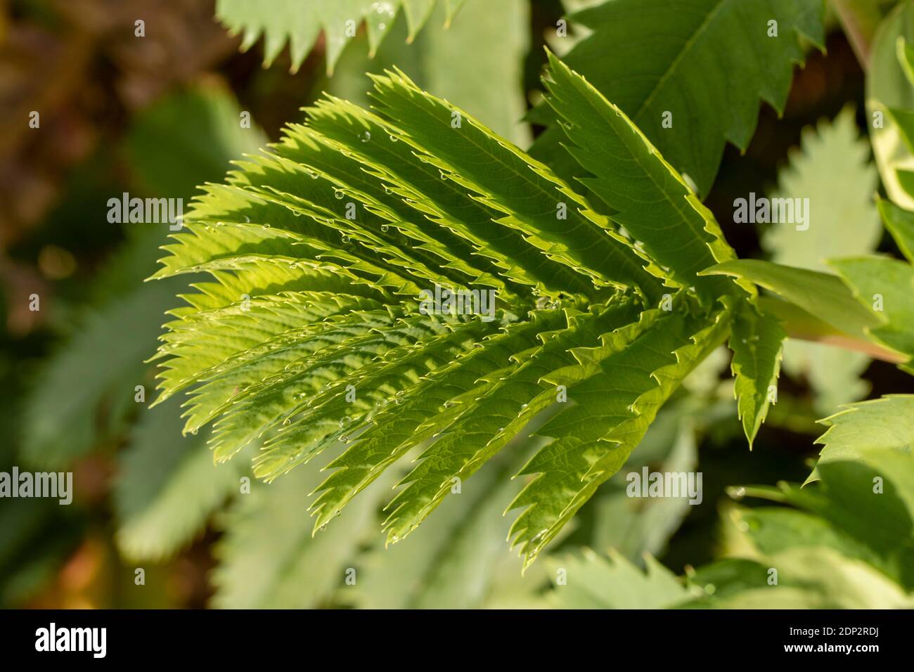 Close-up plant portrait showing patterns and textures in nature ...