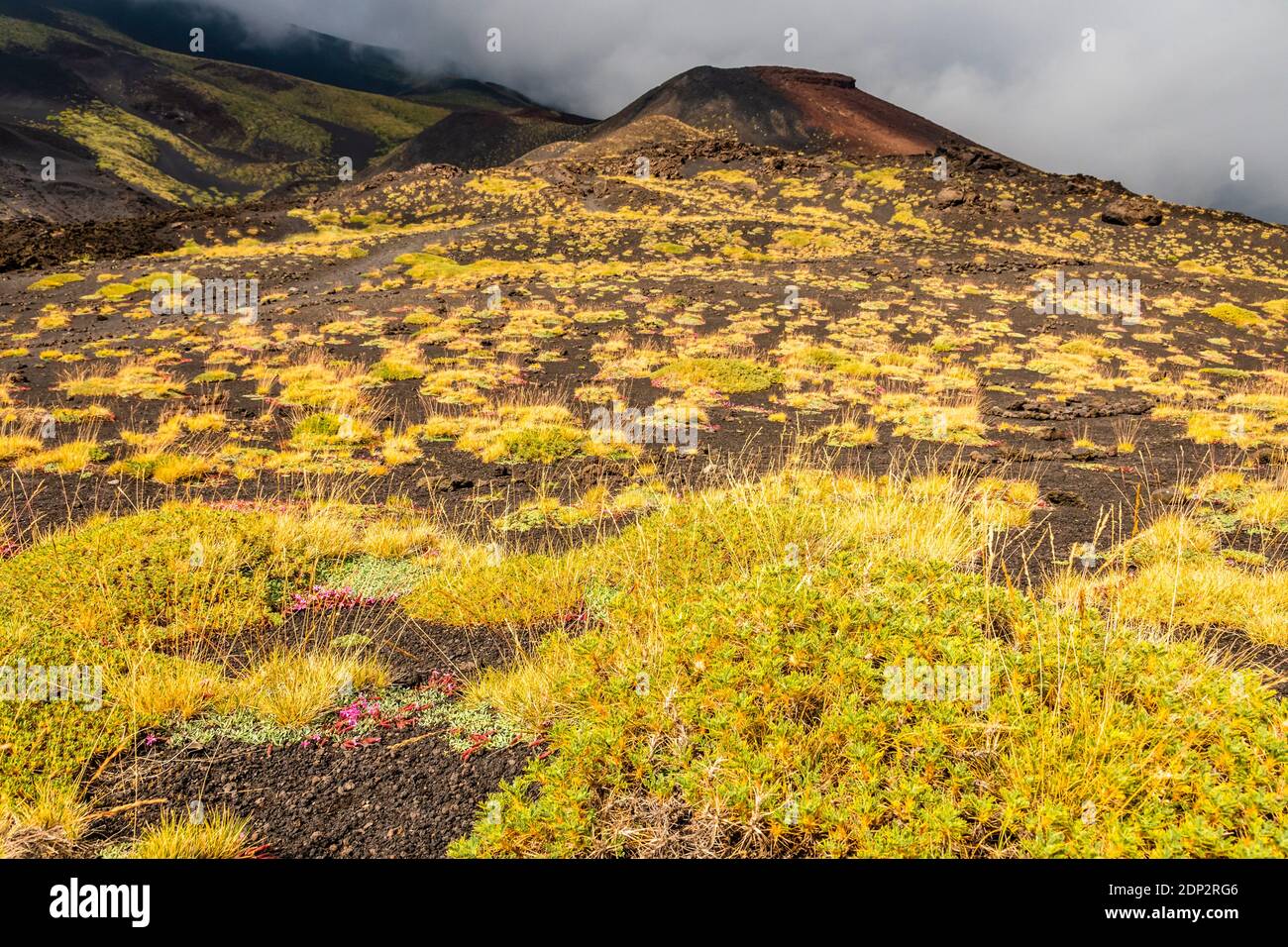 Lava Vegetation High Resolution Stock Photography and Images - Alamy