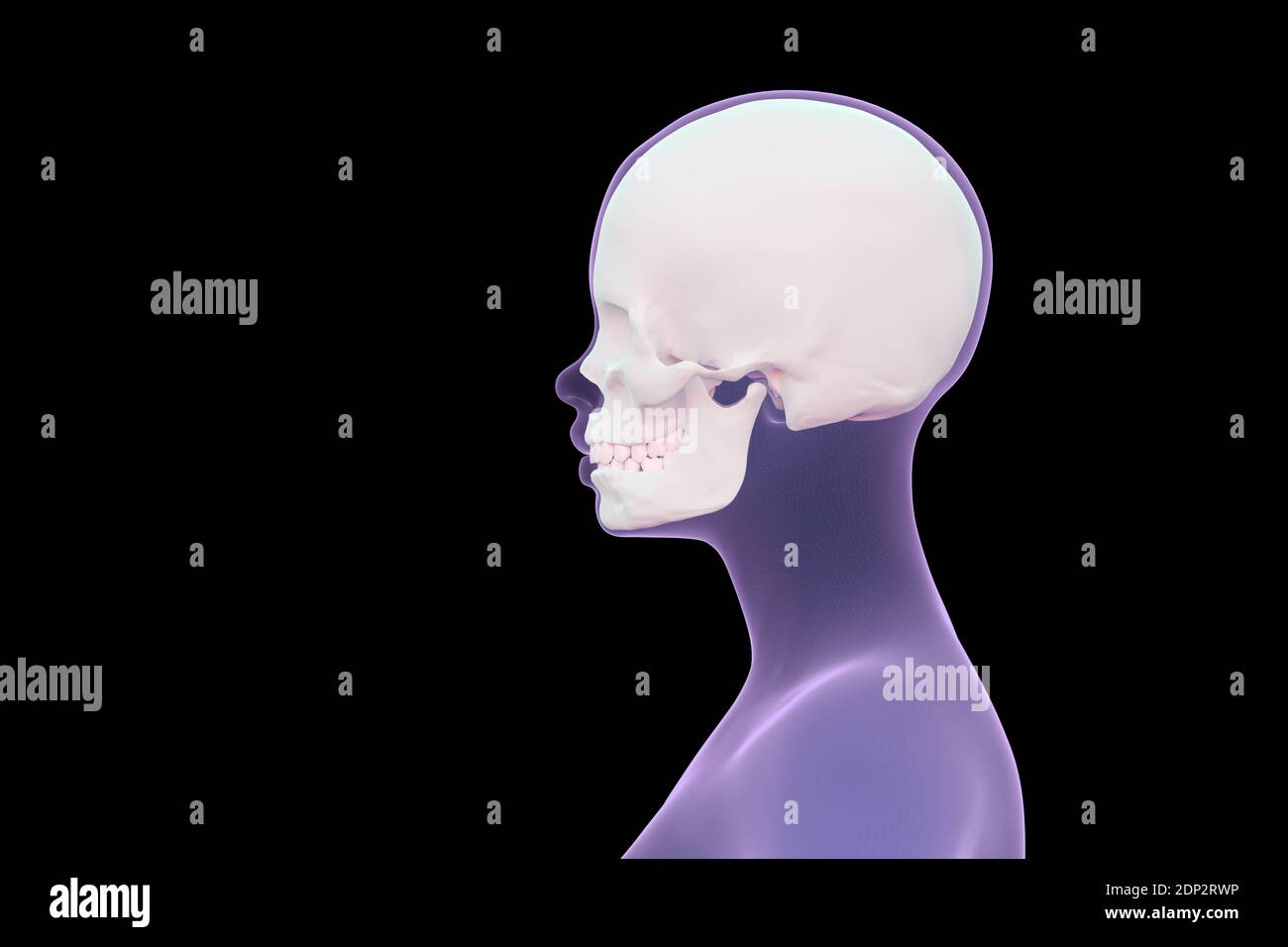 3d render female skeleton side hi-res stock photography and images - Alamy