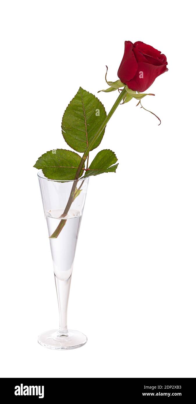 Flute With Rose