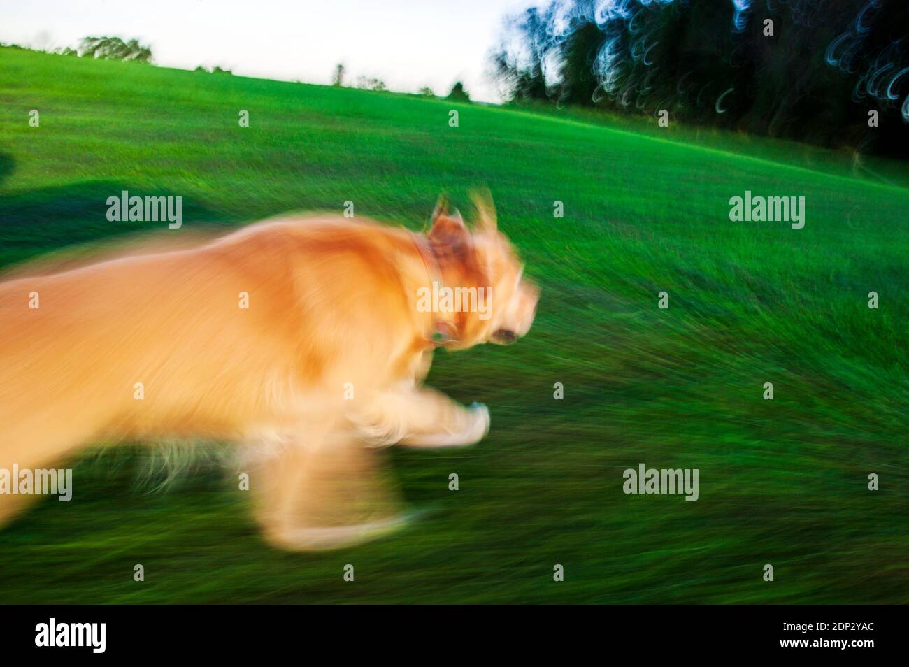 Pan blur motiion image of Golden Retriever dog running in a grassy park ...