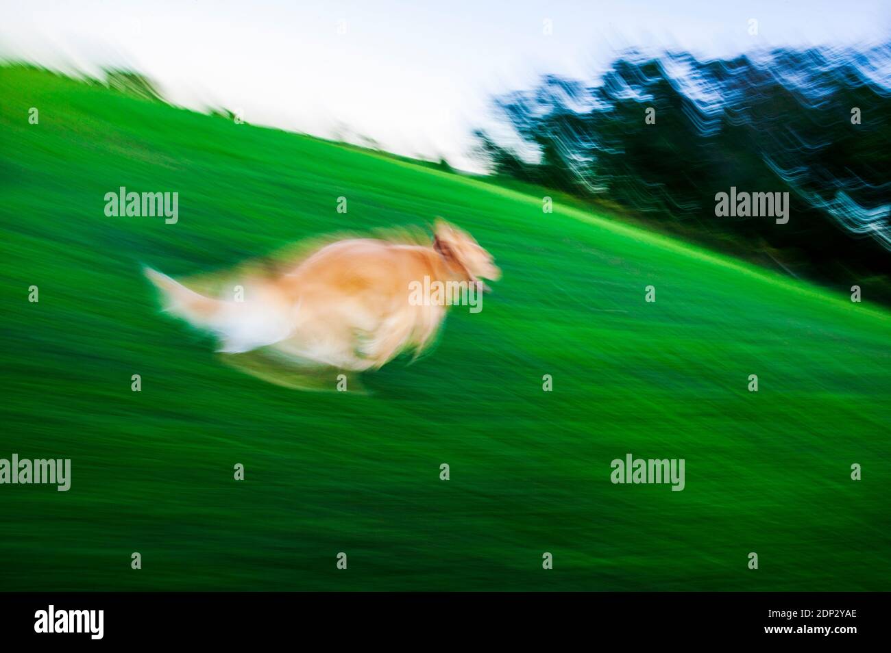 Pan blur motiion image of Golden Retriever dog running in a grassy park ...