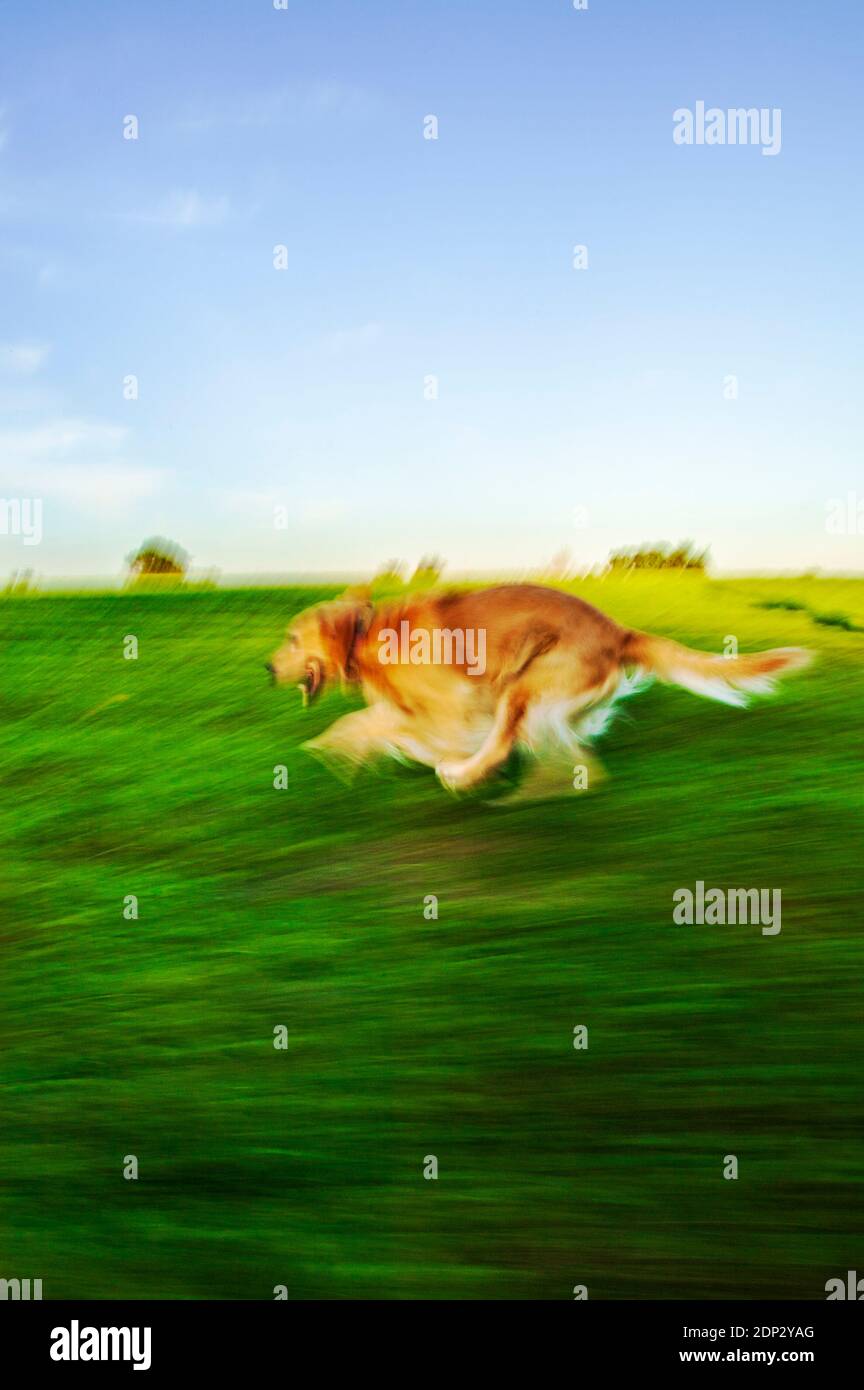 Pan blur motiion image of Golden Retriever dog running in a grassy park ...