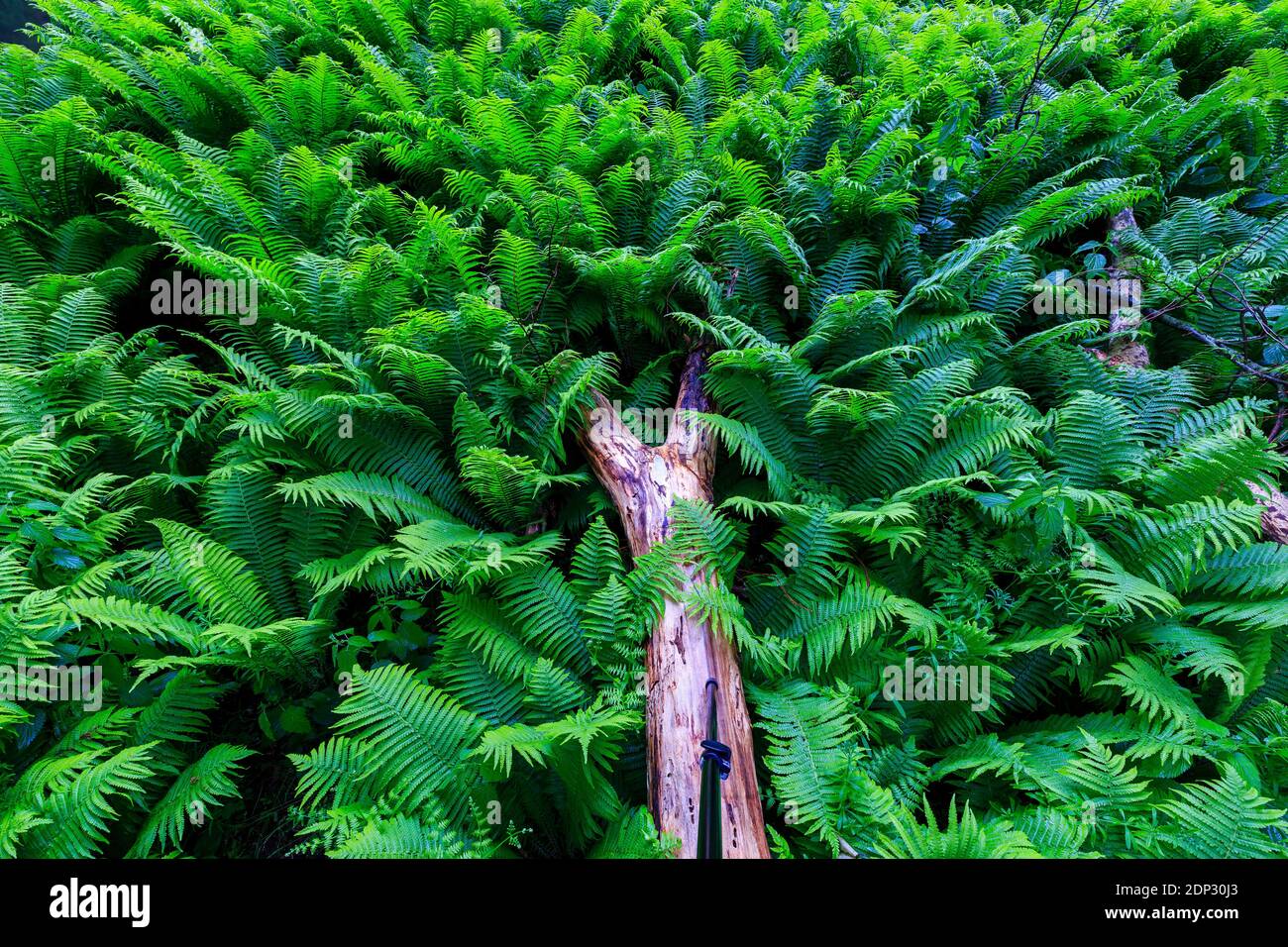 Death of huge tree hi-res stock photography and images - Alamy