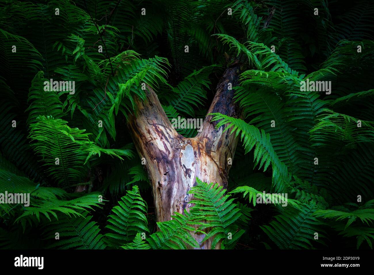 huge ferns close to dam and castle Kriebstein, death wood covered with ...