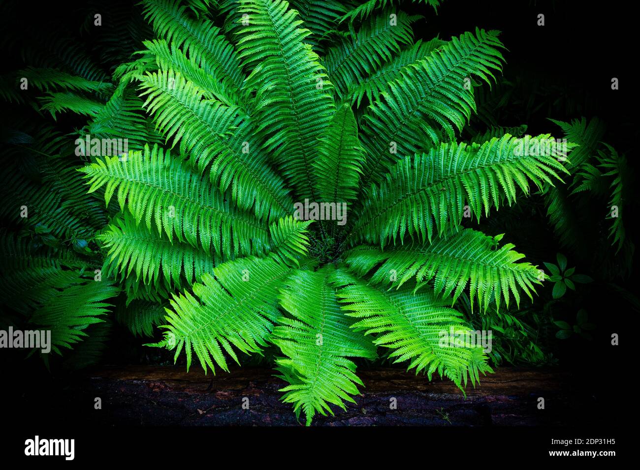 huge ferns close to dam and castle Kriebstein, death wood covered with ...