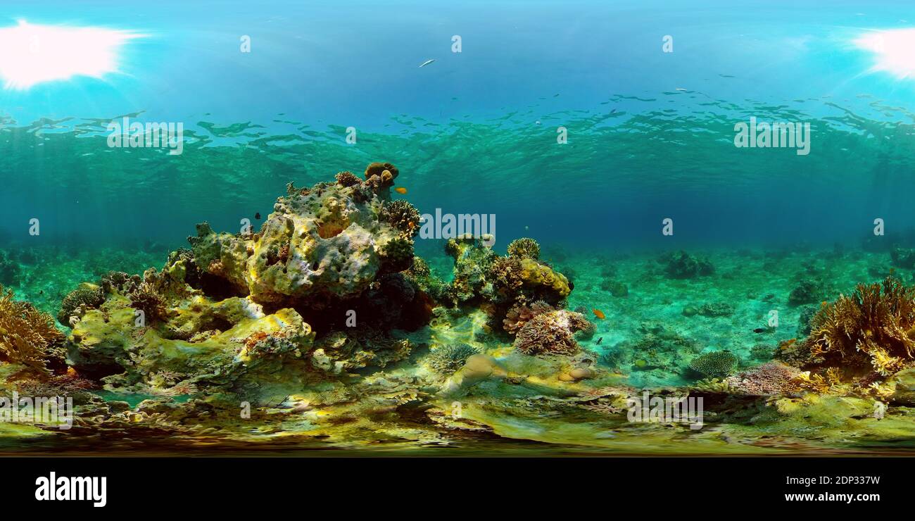 Wonderful and beautiful underwater colorful fishes and corals in the ...