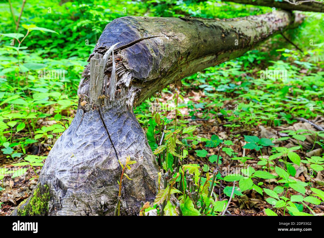 close to castle kriebstein, beaver constructions, falling tree, saxony ...