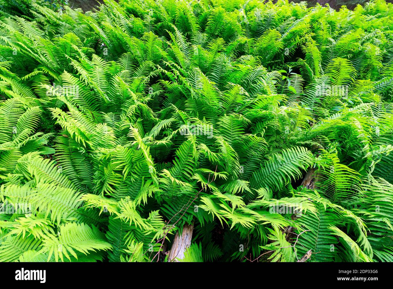 huge ferns close to dam and castle Kriebstein, death wood covered with ...