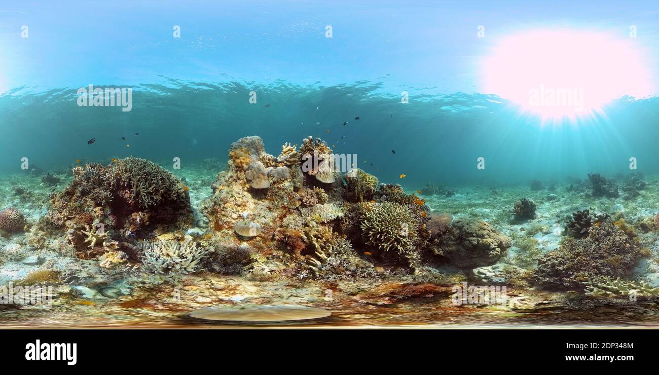 Tropical fishes and coral reef at diving. Underwater world with corals ...