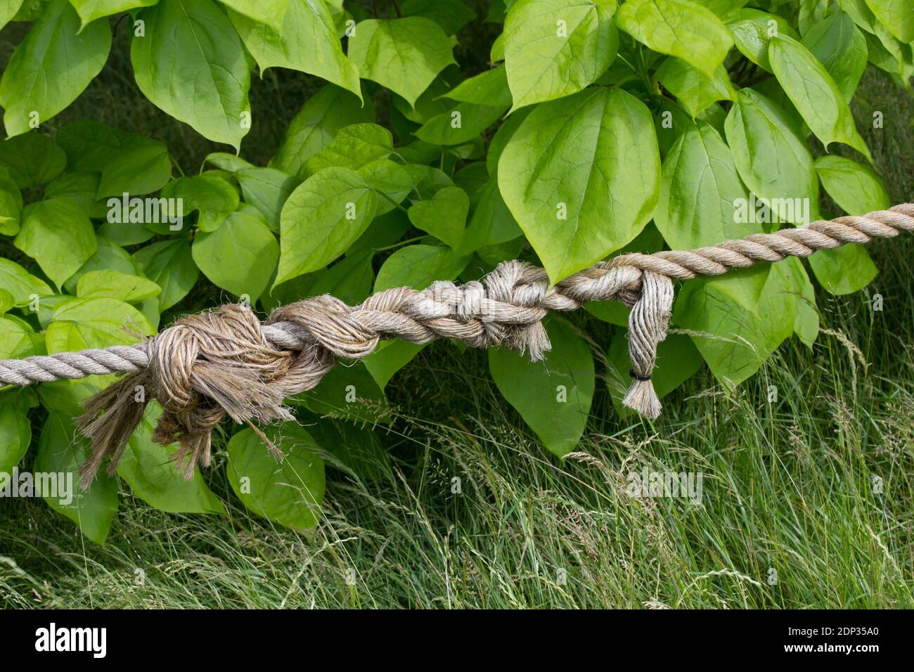 Knot in a rope against a leaf background. Beginning to unravel Stock ...