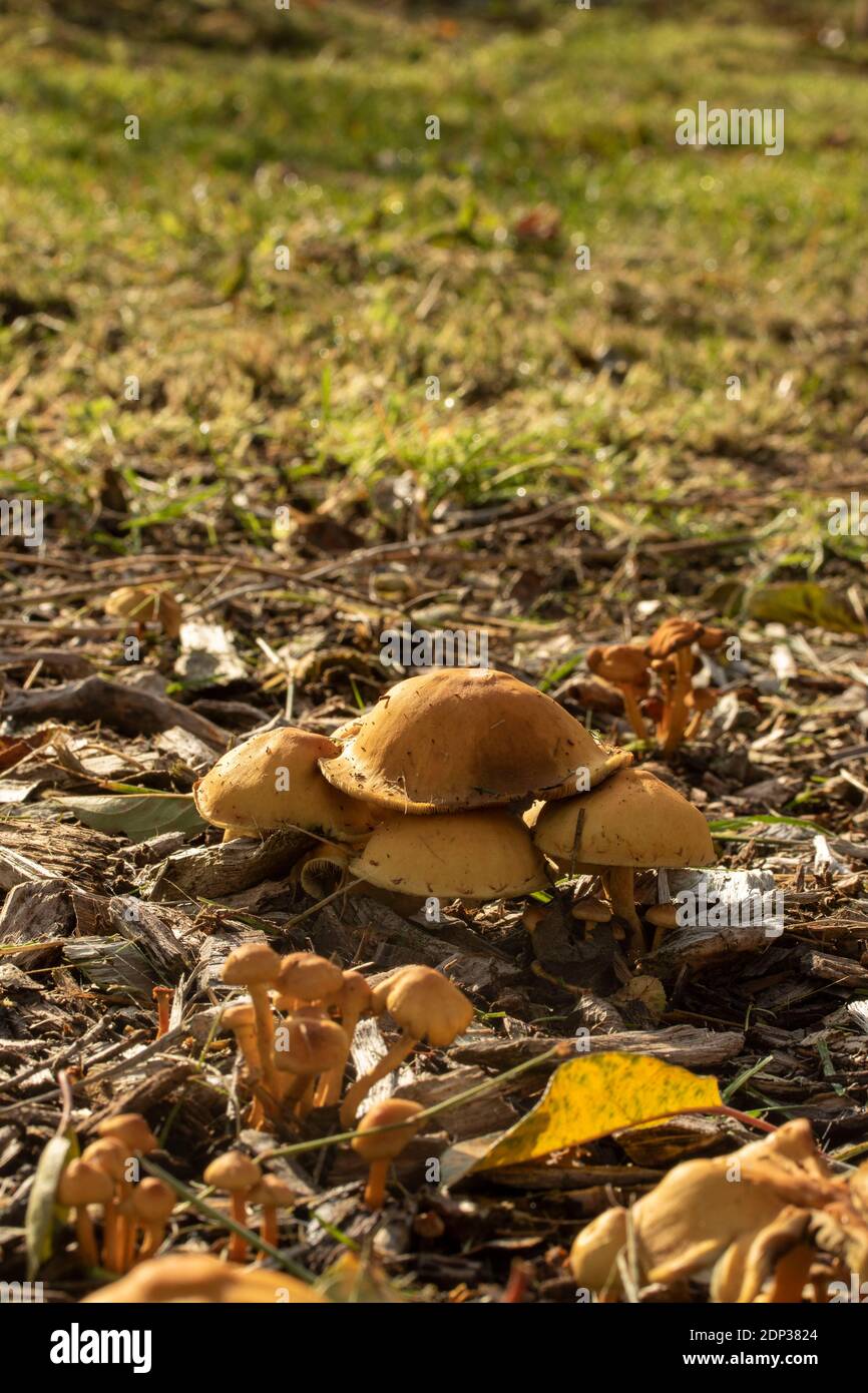 Fungi, symbolic of colourful patterns in nature, decay and death Stock ...