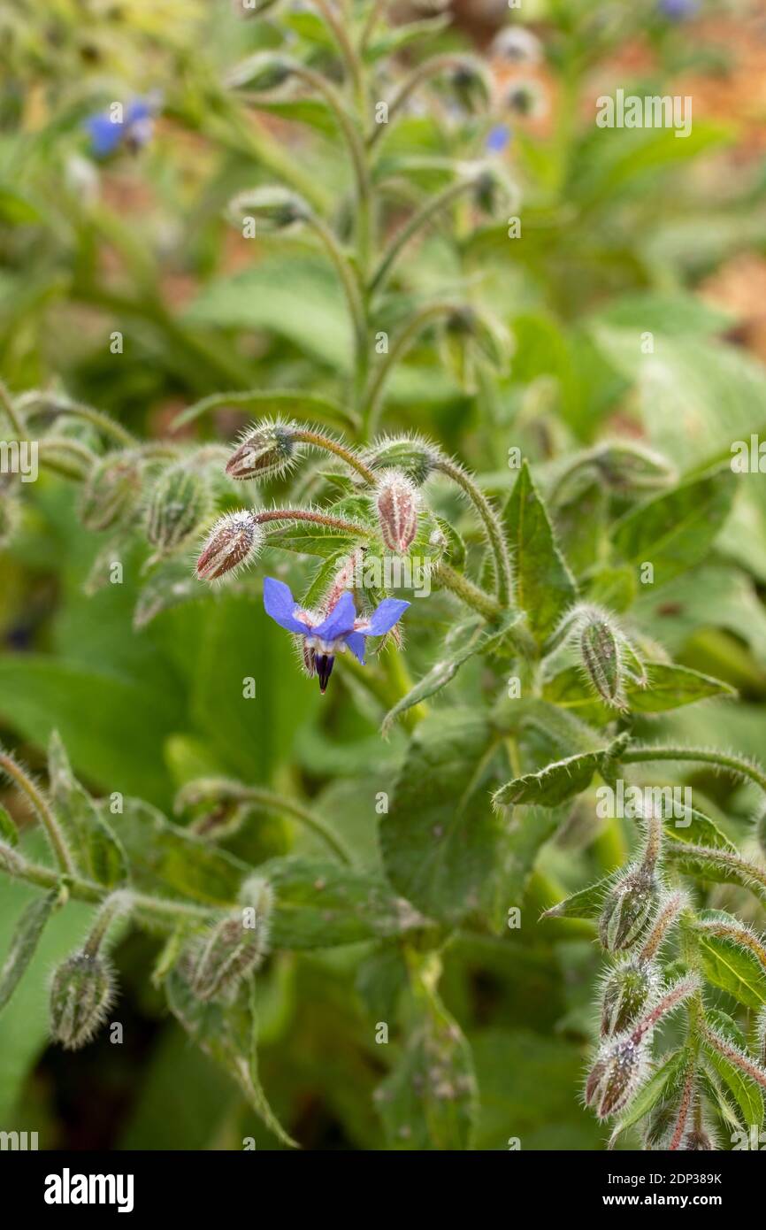 Close-up plant portrait showing patterns and textures in nature ...