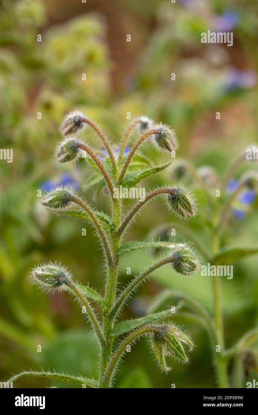 Close-up plant portrait showing patterns and textures in nature ...