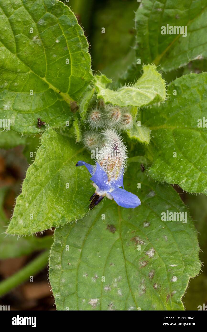 Close-up plant portrait showing patterns and textures in nature ...