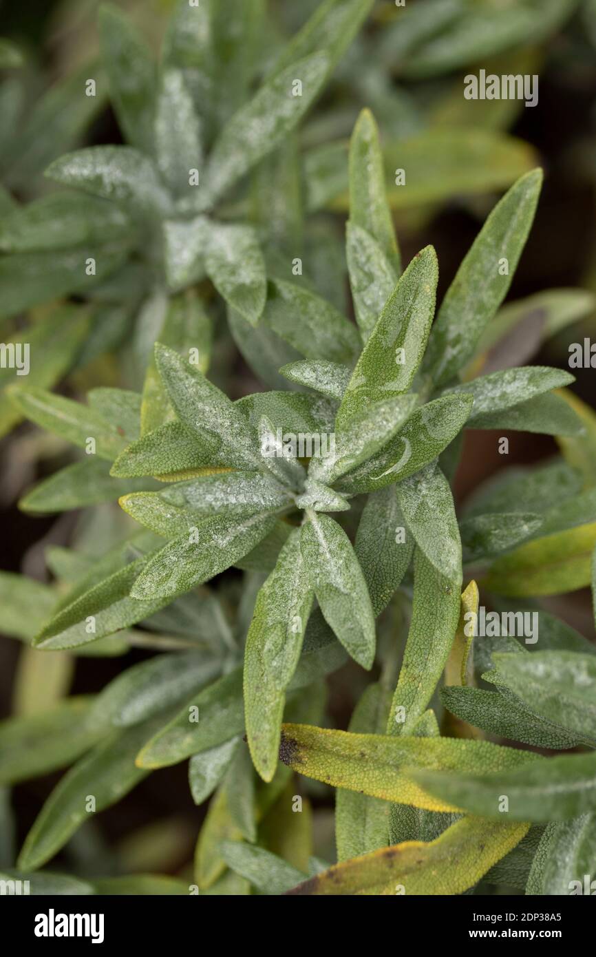 Close-up plant portrait showing patterns and textures in nature ...