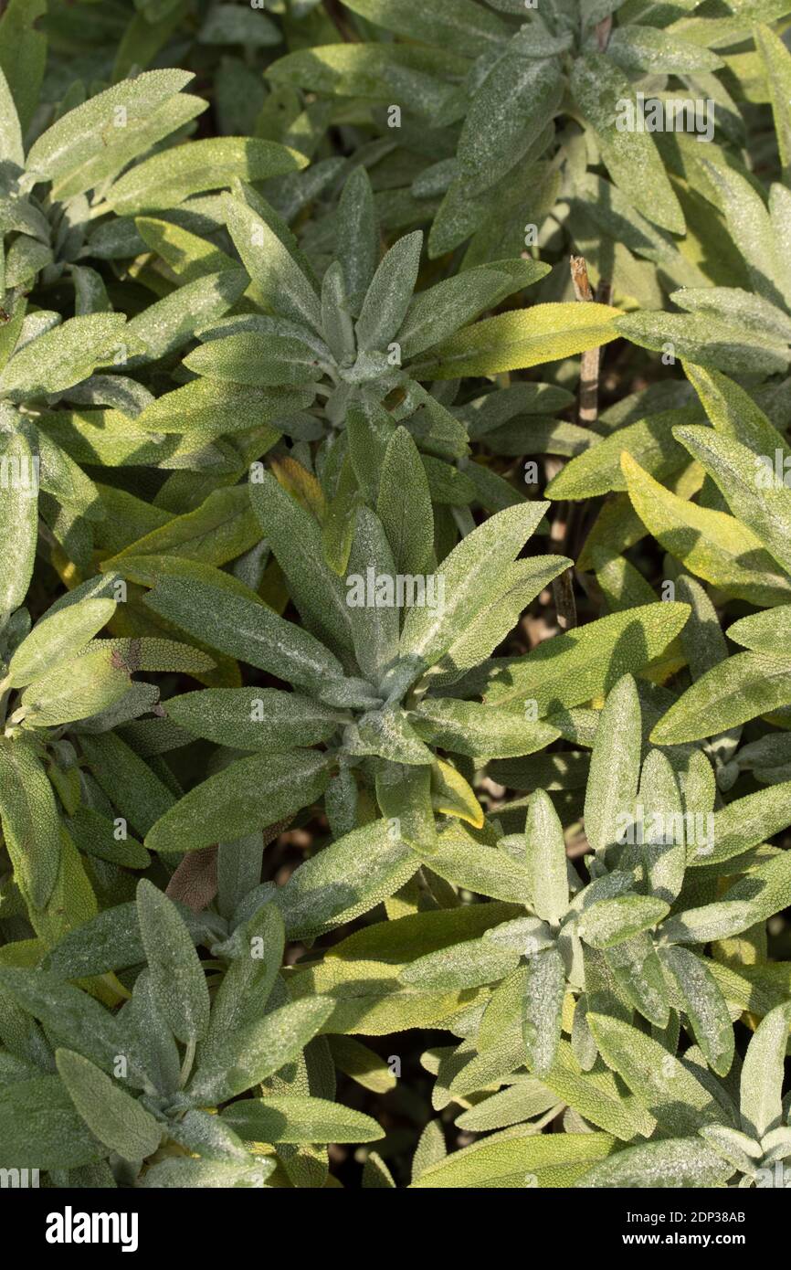 Close-up plant portrait showing patterns and textures in nature ...
