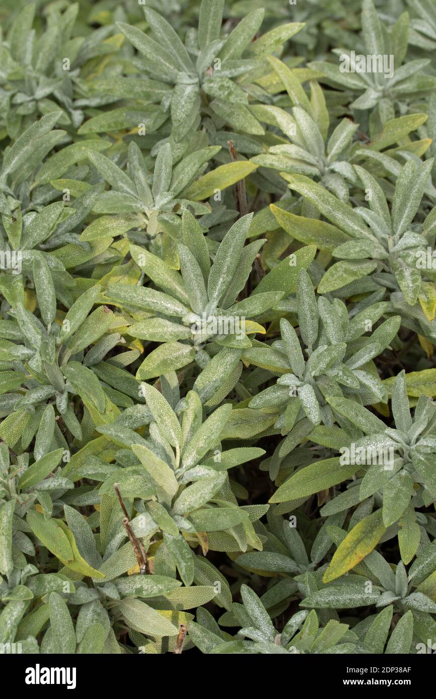 Close-up plant portrait showing patterns and textures in nature ...