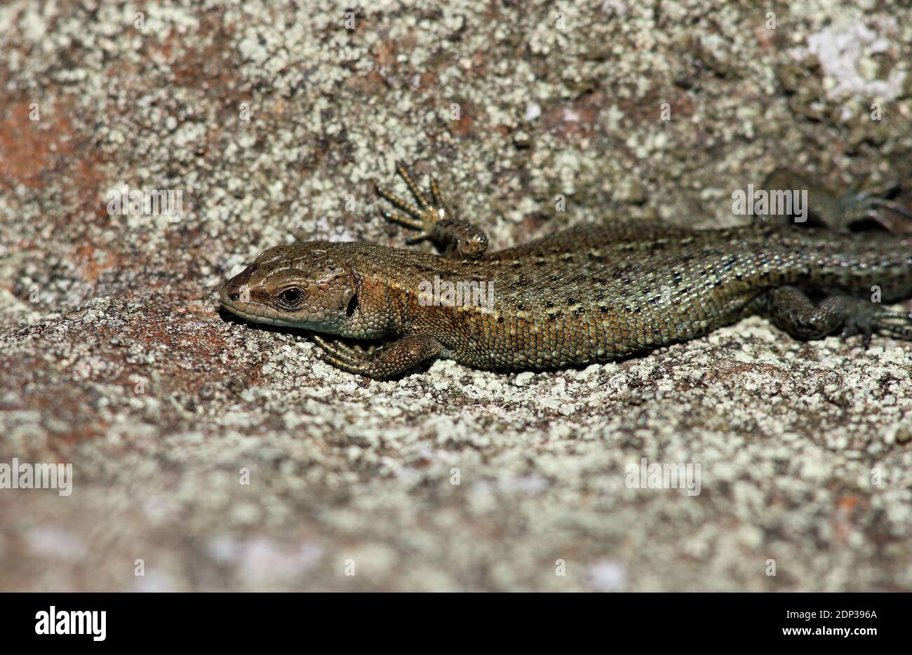 Common Lizard - Zootoca vivipara Stock Photo - Alamy