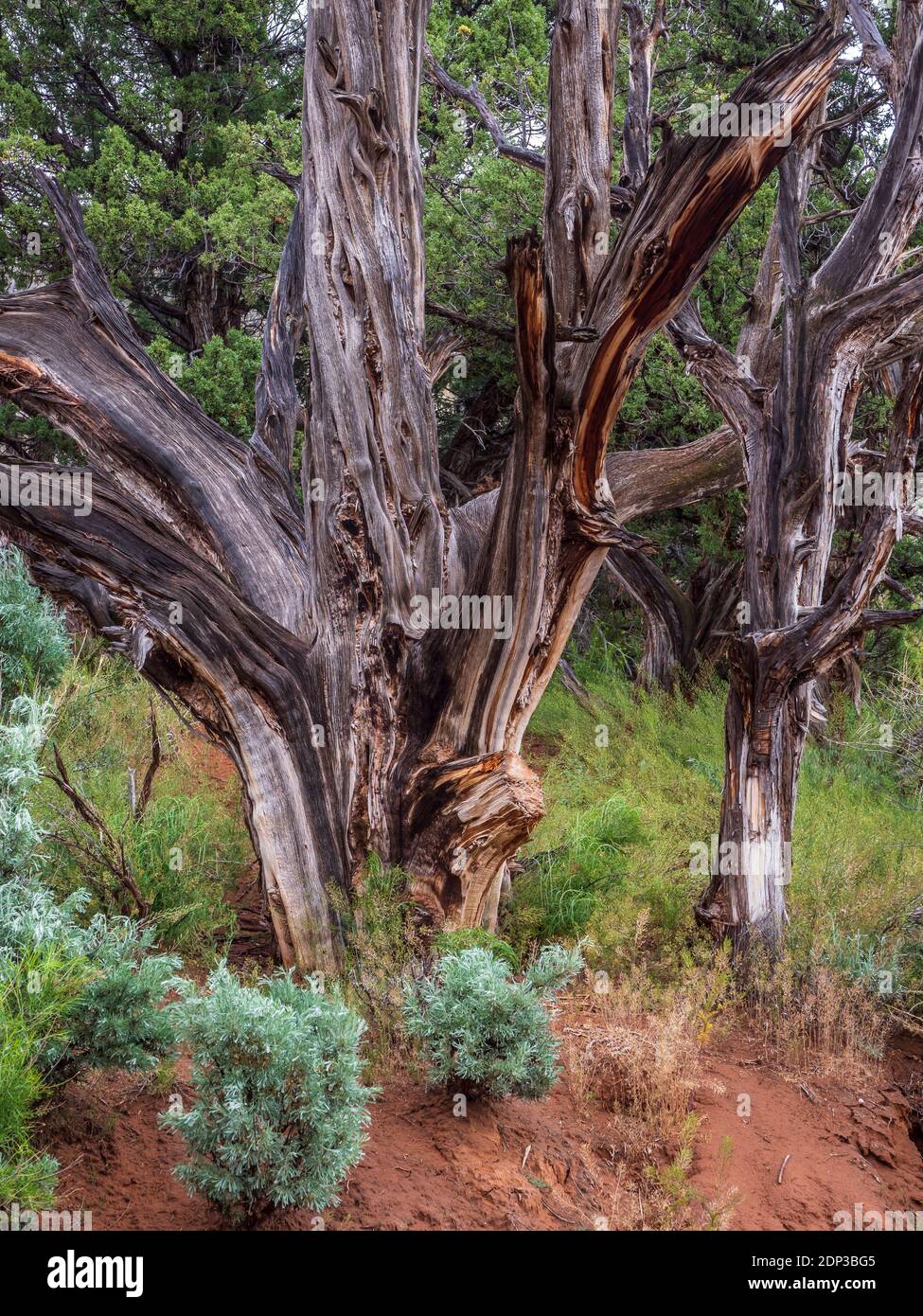 Dead juniper trunk, Nature Trail, Kodachrome Basin State Park ...