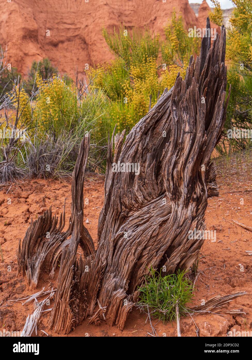 Dead juniper, nature trail, Kodachrome Basin State Park, Cannonville ...