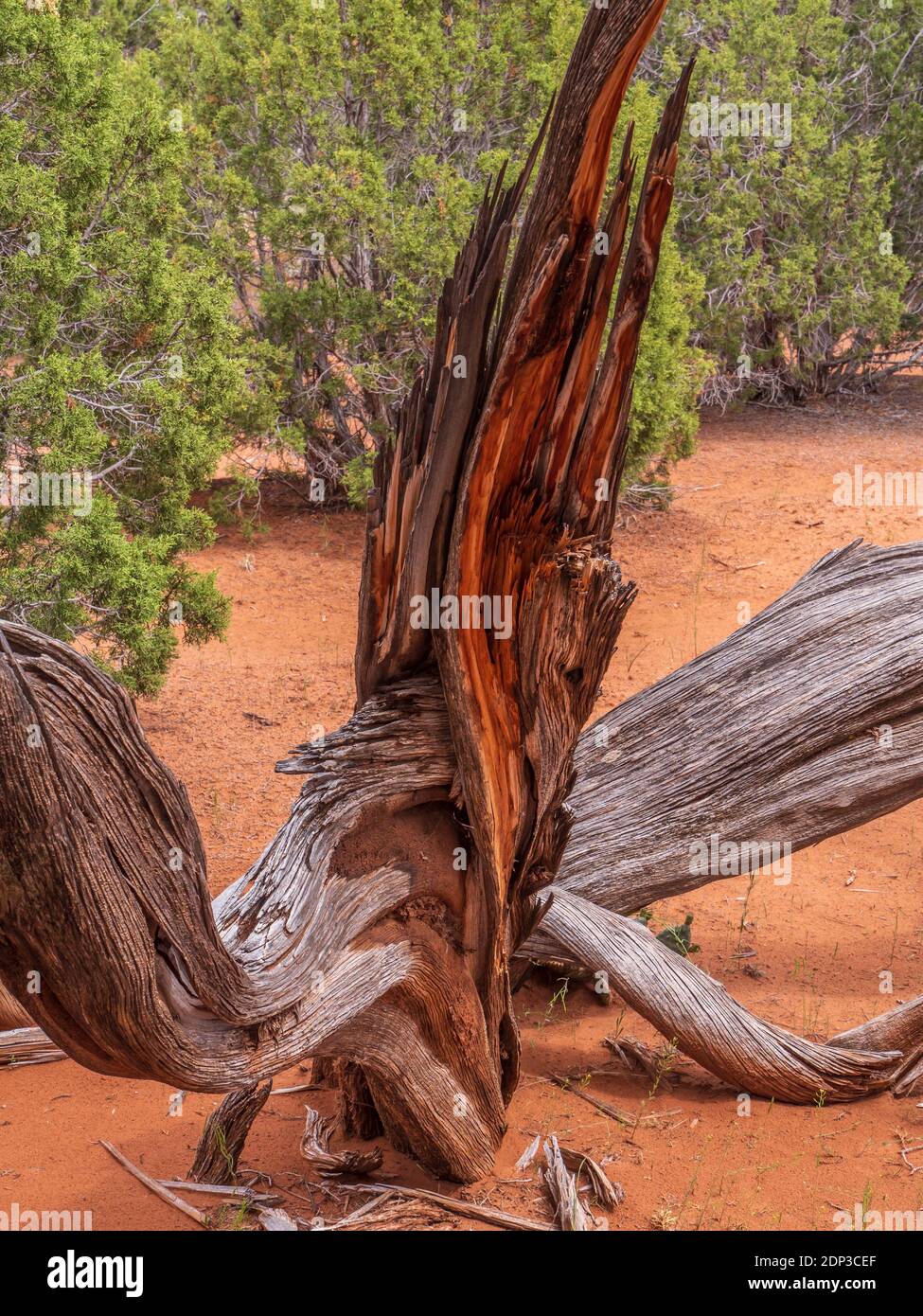 Dead juniper, nature trail, Kodachrome Basin State Park, Cannonville ...