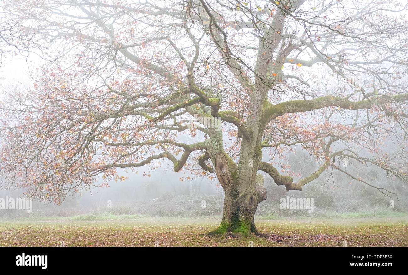 Autumn oak at Newlands Corner Stock Photo - Alamy