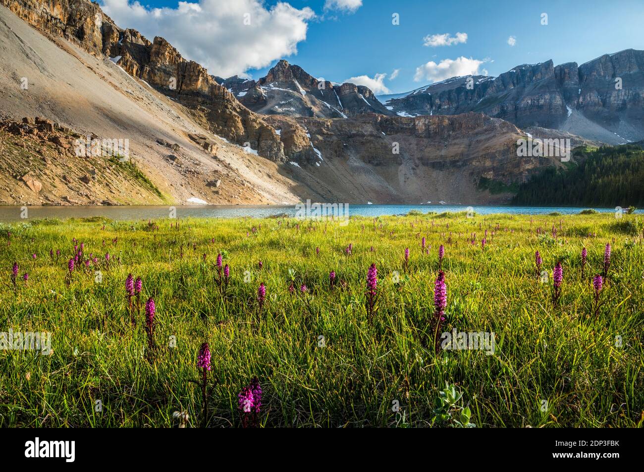 Banff national park mountain wildflowers hi-res stock photography and ...