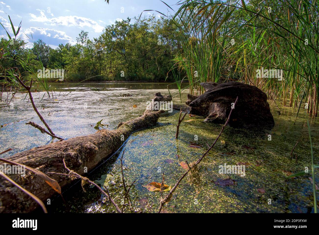 Log fallen river reeds hi-res stock photography and images - Alamy