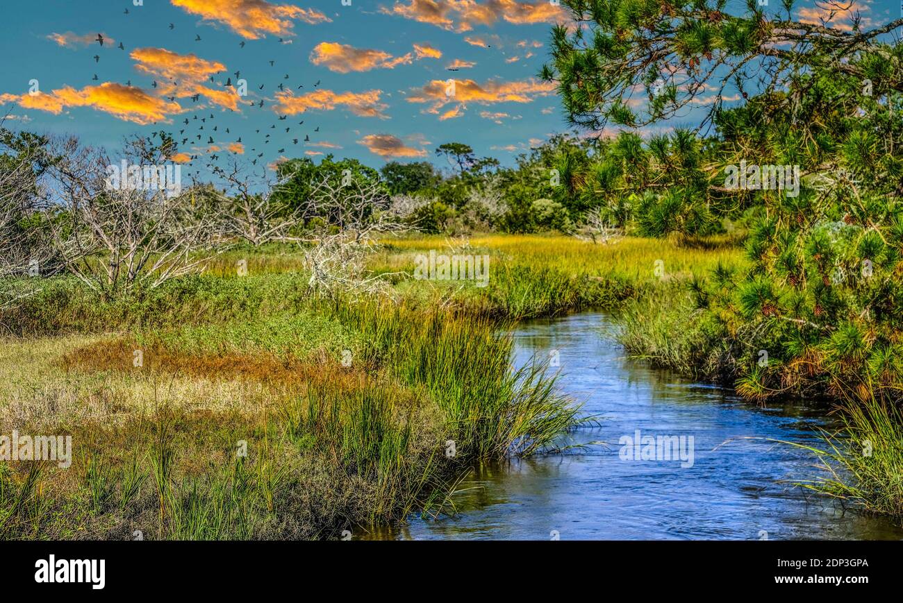 A Flock of Birds Over Wetland Saltwater Marsh at High Tide Stock Photo ...