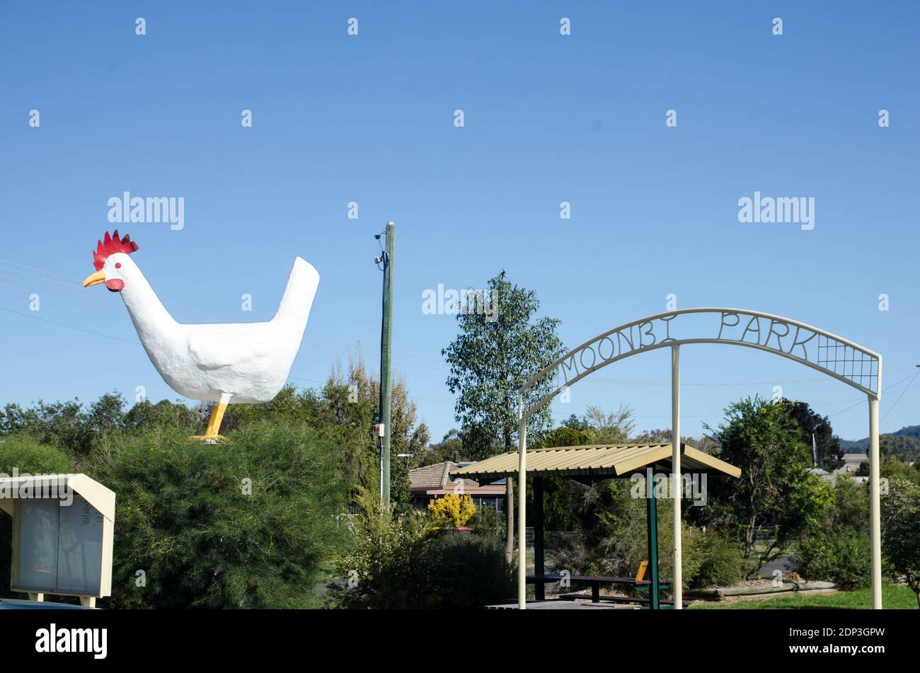 Big chicken moonbi hi-res stock photography and images - Alamy