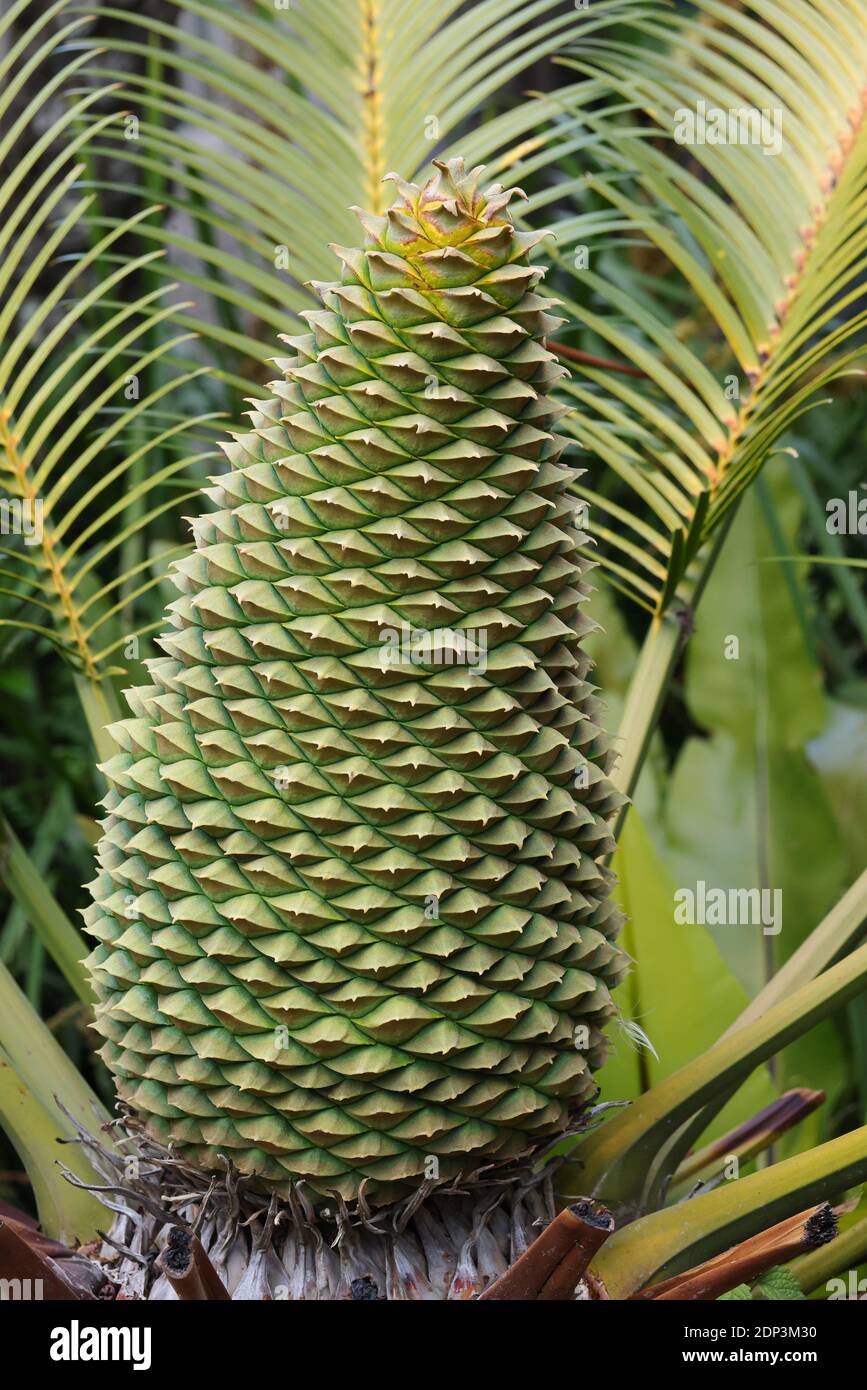 Cycad plant with fruiting body Stock Photo - Alamy