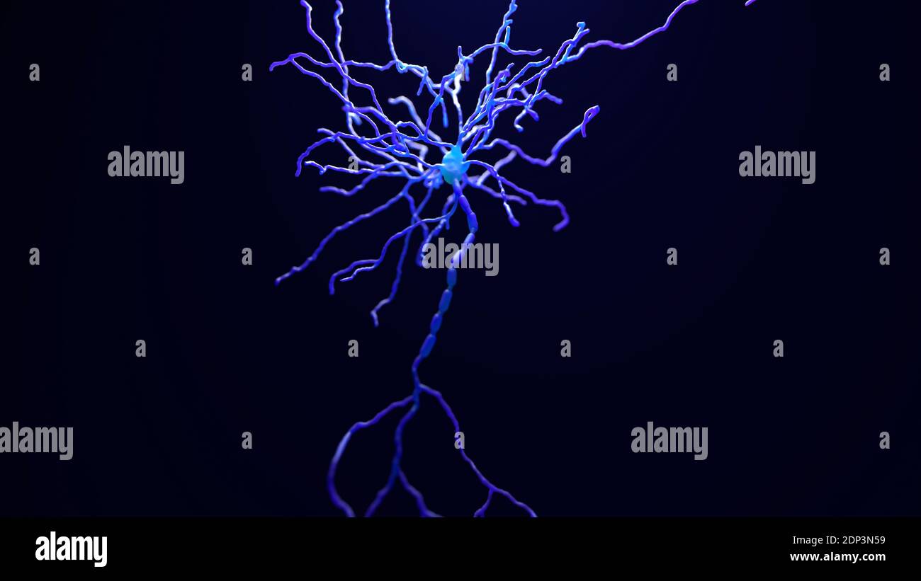 Nerve cell, illustration Stock Photo - Alamy