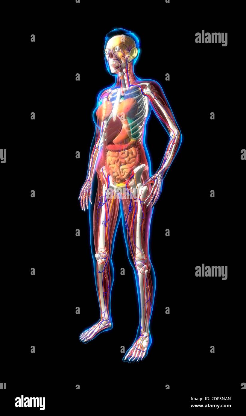 Human anatomy, 3d illustration Stock Photo - Alamy