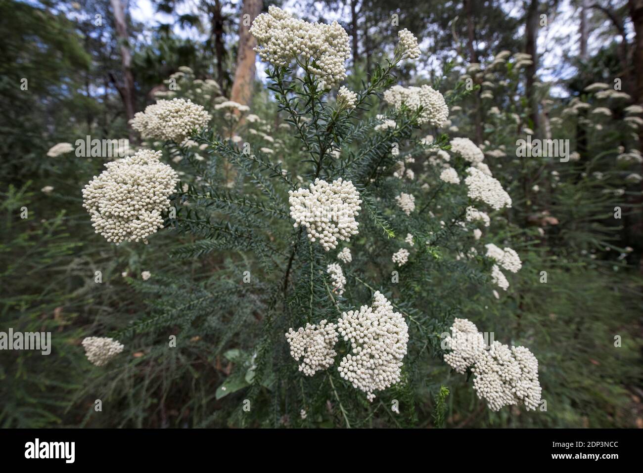 Ozothamnus hi-res stock photography and images - Alamy
