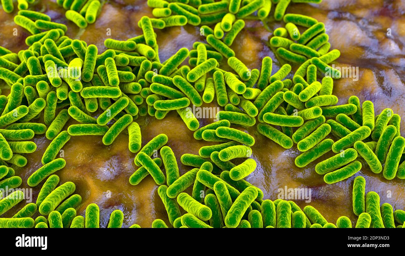 Spherical Shaped Bacteria