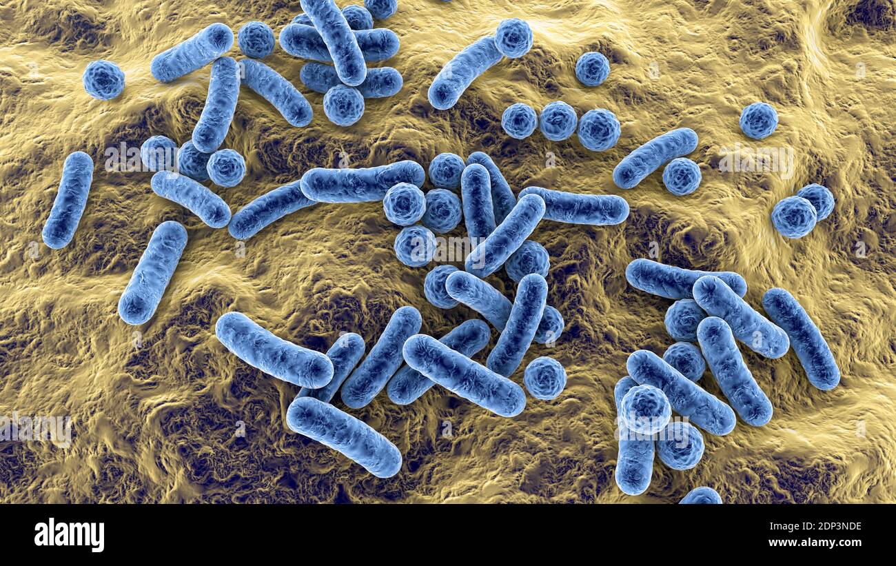 Illustration of rod-shaped and spherical (cocci) bacteria. Rod-shaped ...