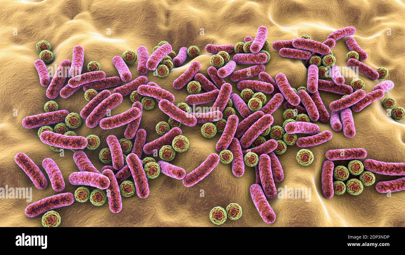Illustration of rod-shaped and spherical (cocci) bacteria. Rod-shaped ...